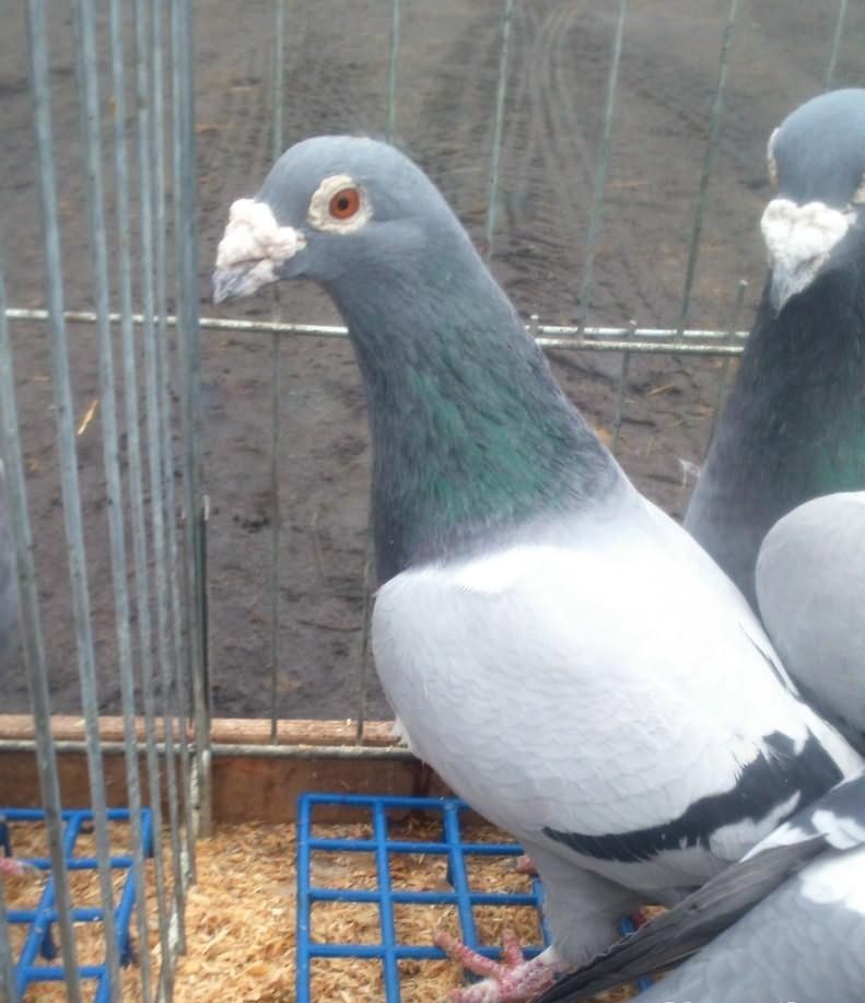 Gołębie pocztowe, Podlaskie, Podlaski | OGŁOSZENIA ZOOMIA