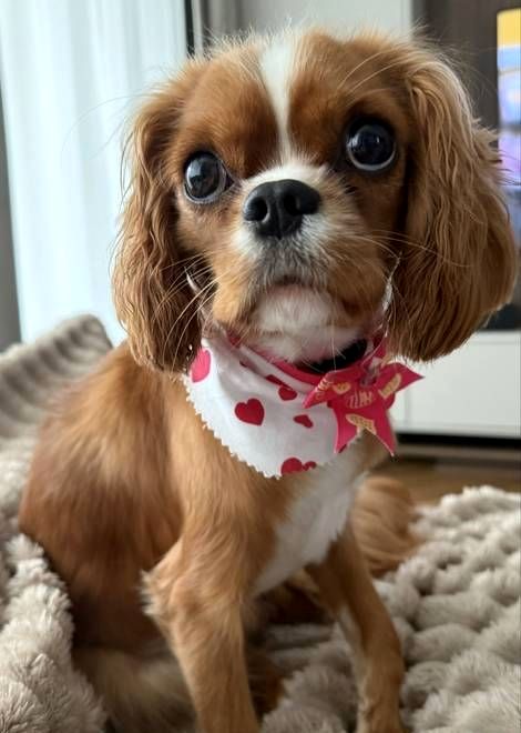 Cavalier ruby rodowód paszport suni, Pomorskie, Gdynia | OGŁOSZENIA ZOOMIA