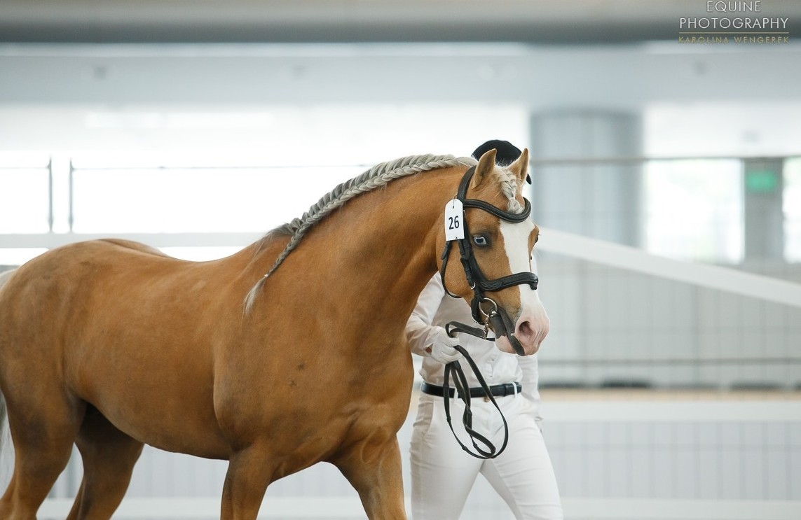 Stanówka - kuc walijski, , | OGŁOSZENIA ZOOMIA