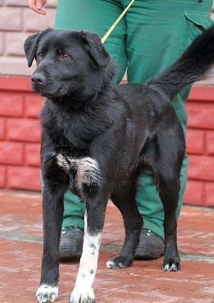 SYFON - młody pies, mieszaniec labradora do adopcji, Zachodniopomorskie ...