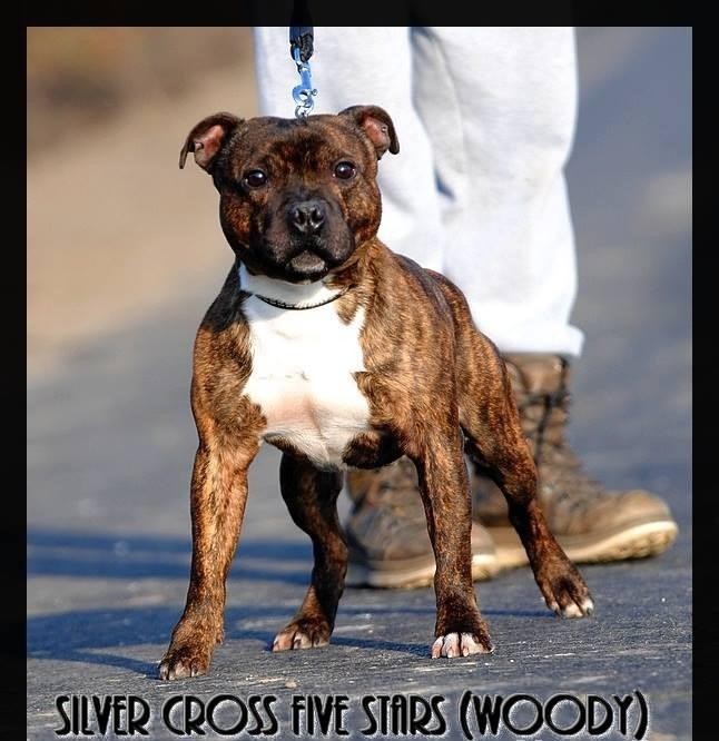 Reproduktor staffordshire bull terrier, staffik, s | OGŁOSZENIA ZOOMIA