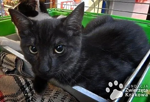 Filemon i Bonifacy wesołe urwisy, małopolskie Kraków, Małopolskie ...