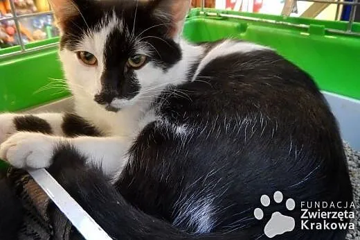 Filemon i Bonifacy wesołe urwisy, małopolskie Kraków, Małopolskie ...