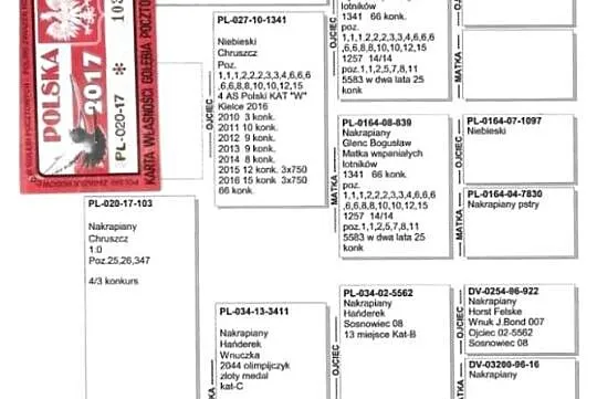 Samiec syn 4 Asa Polski, Małopolskie, Wadowice | OGŁOSZENIA ZOOMIA