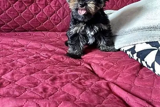 York piesek już do odbioru komplet szczepień, Mazowieckie, Siedlce ...