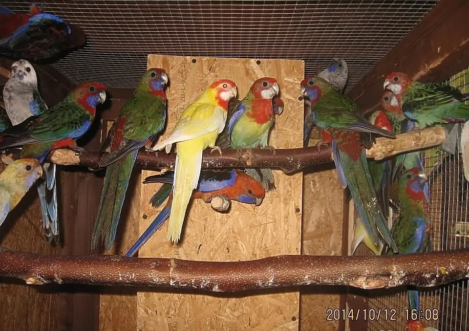 Rozella królewska, Mazowieckie, Piastów | OGŁOSZENIA ZOOMIA