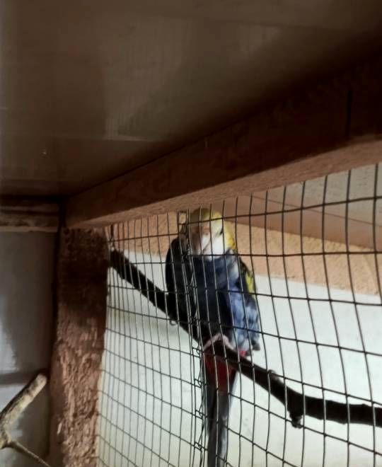 Rozella bladogłowa, Śląskie, Pszów | OGŁOSZENIA ZOOMIA