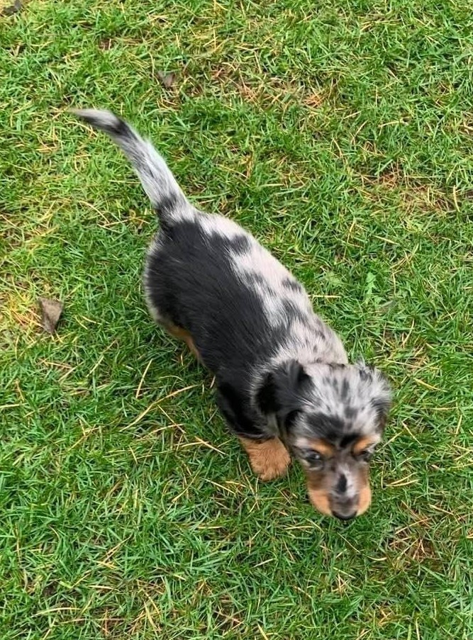 Jamnik długowłosy króliczy/miniaturowy blue merle piesek ZKwP-FCI ...