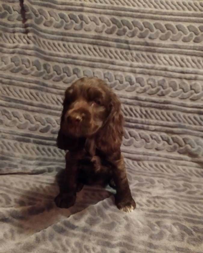 Cocker Spaniel Angielski czekoladowy i sobolowy, Mazowieckie, Okolusz ...