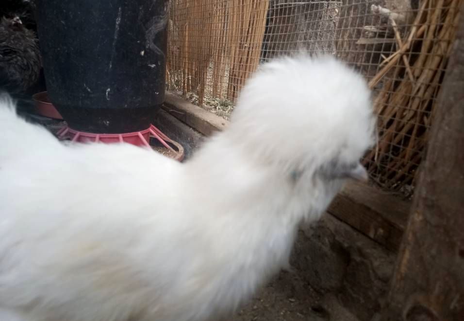 Kury ozdobne silki, czubatka polska, białoczuba, Śląskie, Kozy ...