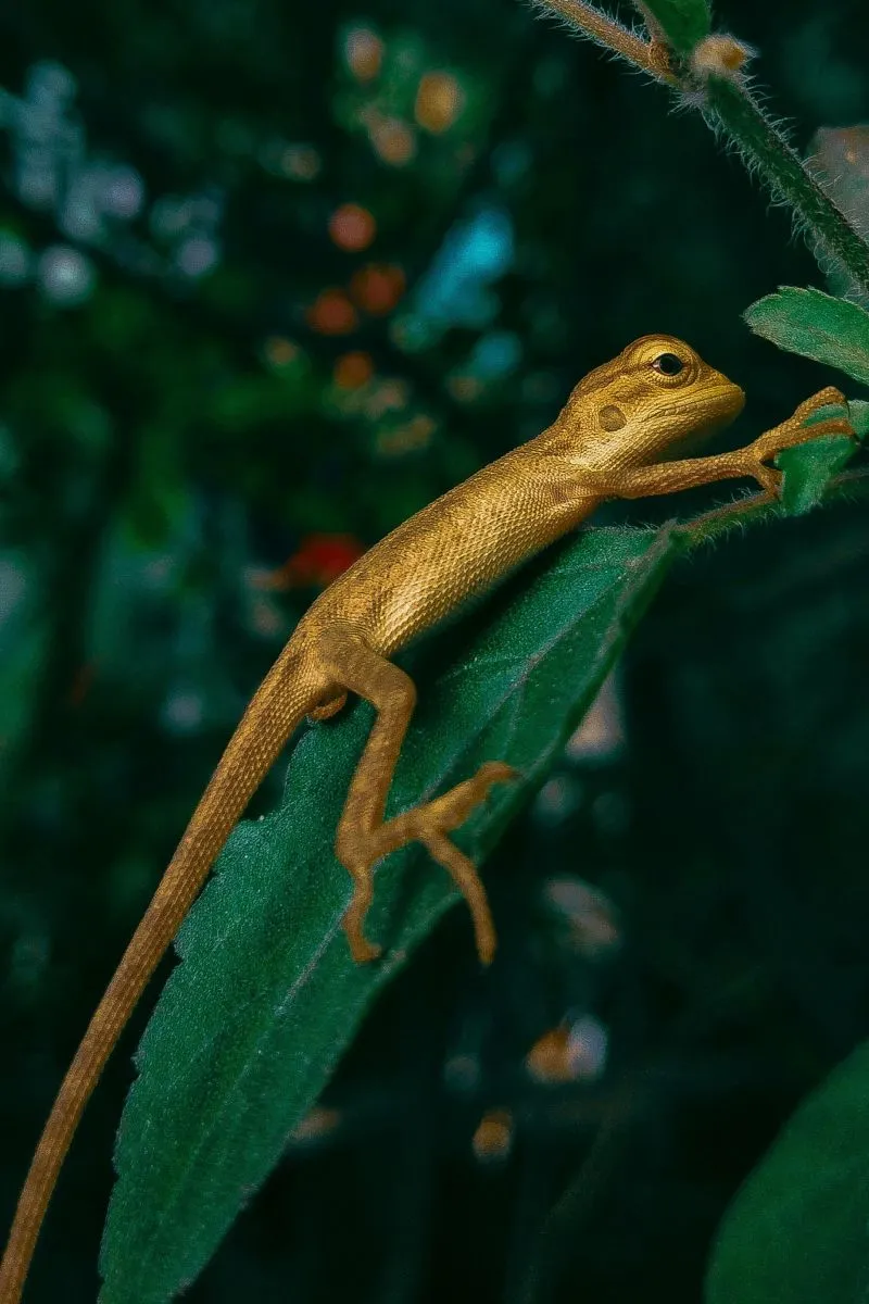 Ciekawostki o gekonie | Zwierzęta terrariowe | ZOOMIA