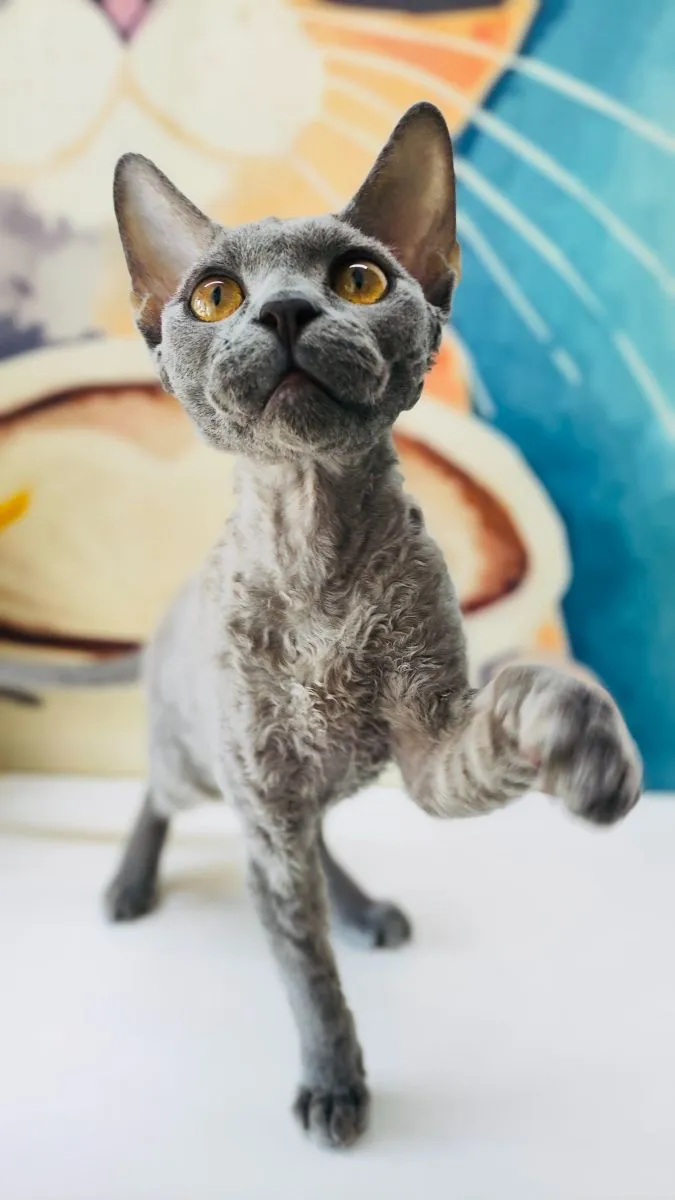 Devon Rex - cena, ciekawostki, charakter, wygląd | Koty | ZOOMIA
