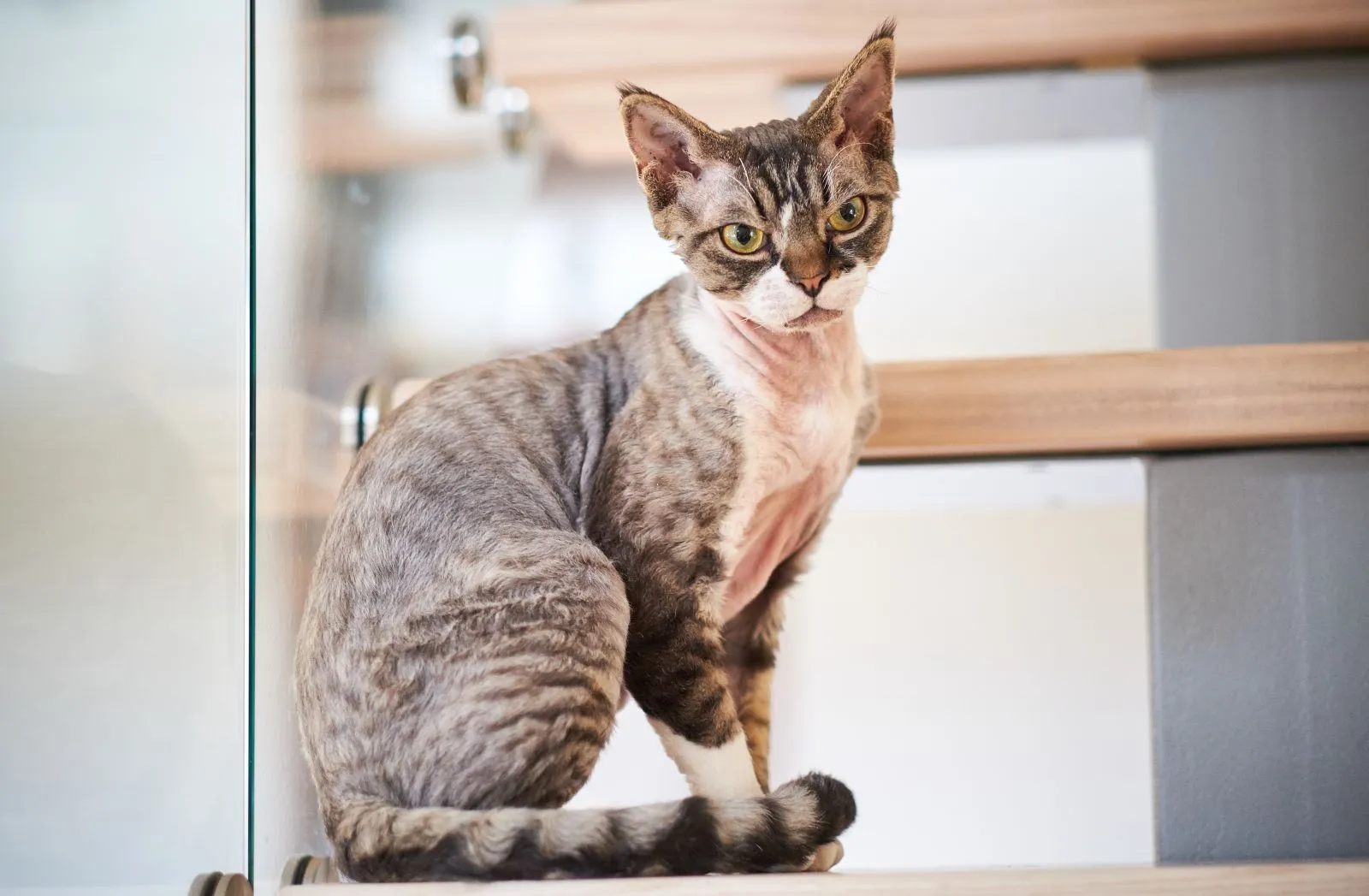 Devon Rex - cena, ciekawostki, charakter, wygląd | Koty | ZOOMIA