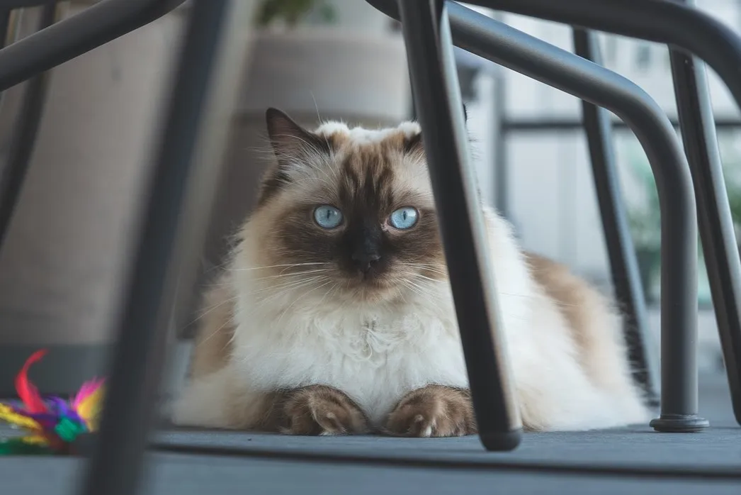 Ragdoll - cena, ciekawostki, charakter, wygląd | Koty | ZOOMIA