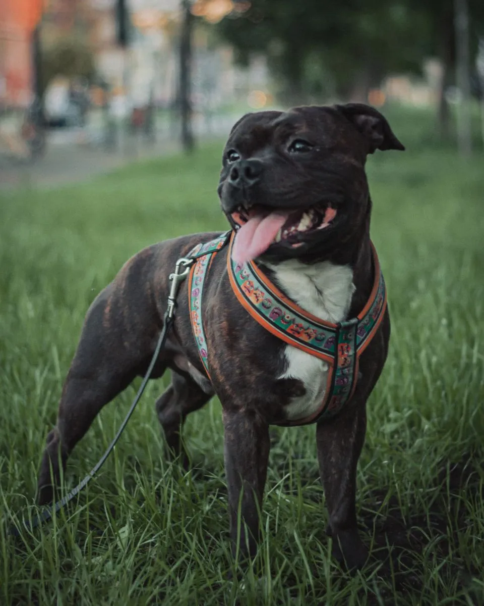 Staffordshire Bull Terrier - cena, ciekawostki, charakter, wygląd | Psy ...