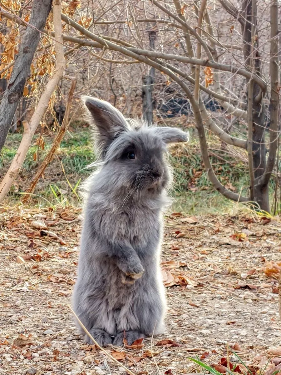 Sławne króliki, które zdobyły serca czytelników i widzów na całym ...