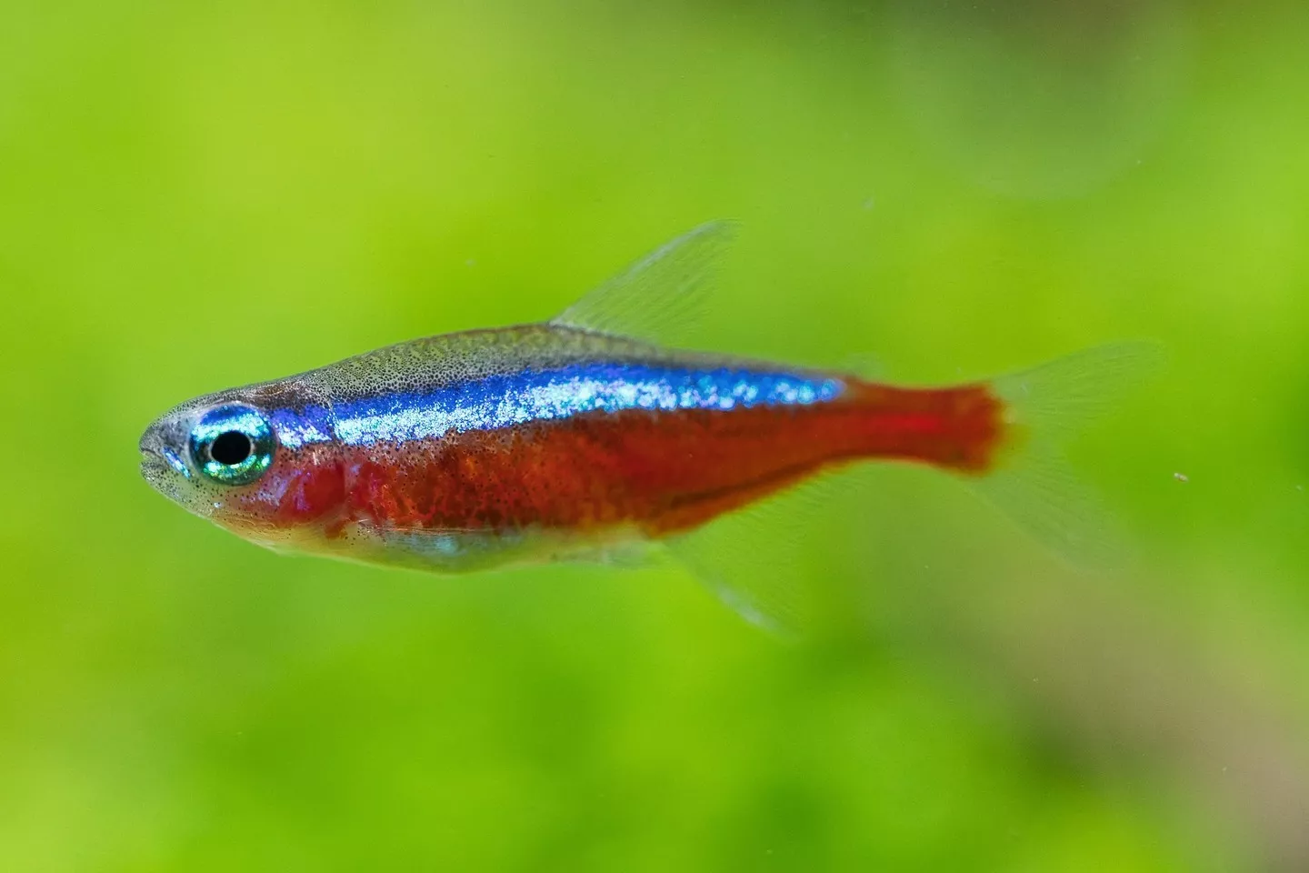 Rybki akwariowe dla początkujących akwarystów | Zwierzęta akwariowe ...