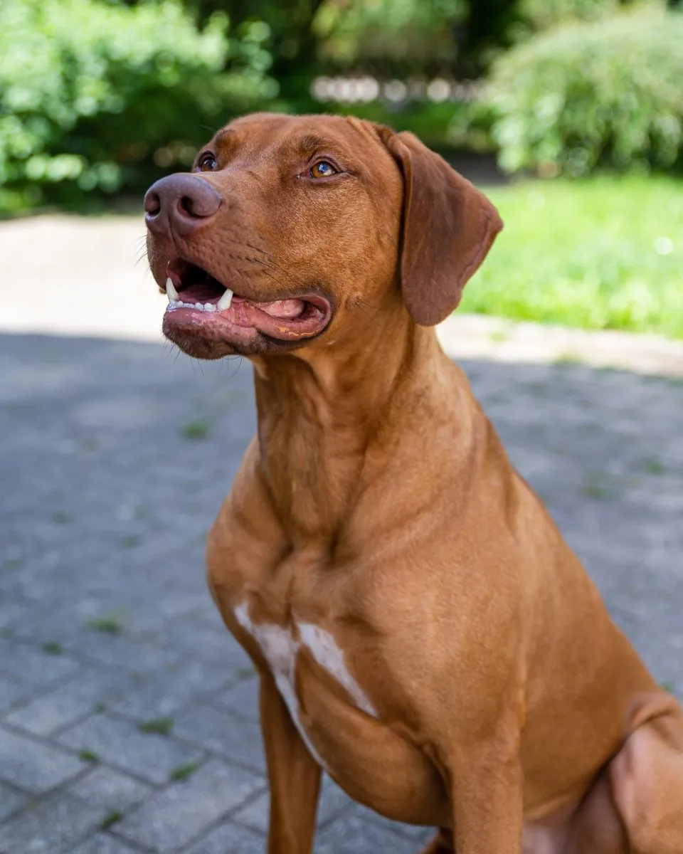 Rhodesian Ridgeback - cena, ciekawostki, charakter, wygląd | Psy | ZOOMIA