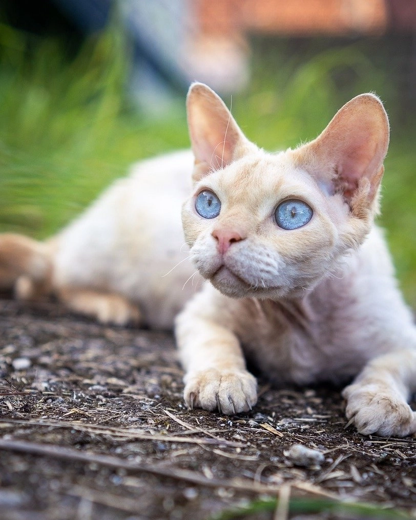 Devon Rex - cena, ciekawostki, charakter, wygląd | Koty | ZOOMIA