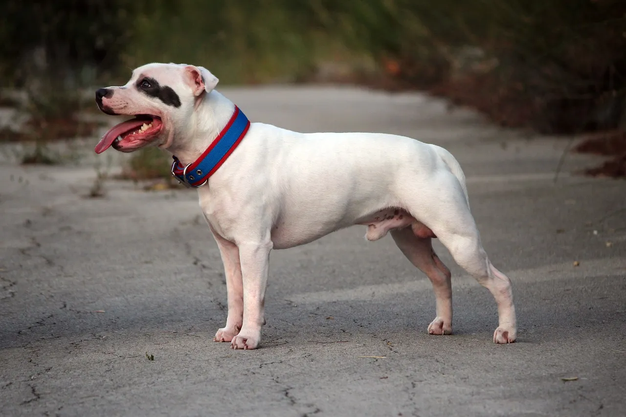 Staffordshire Bull Terrier - cena, ciekawostki, charakter, wygląd | Psy ...