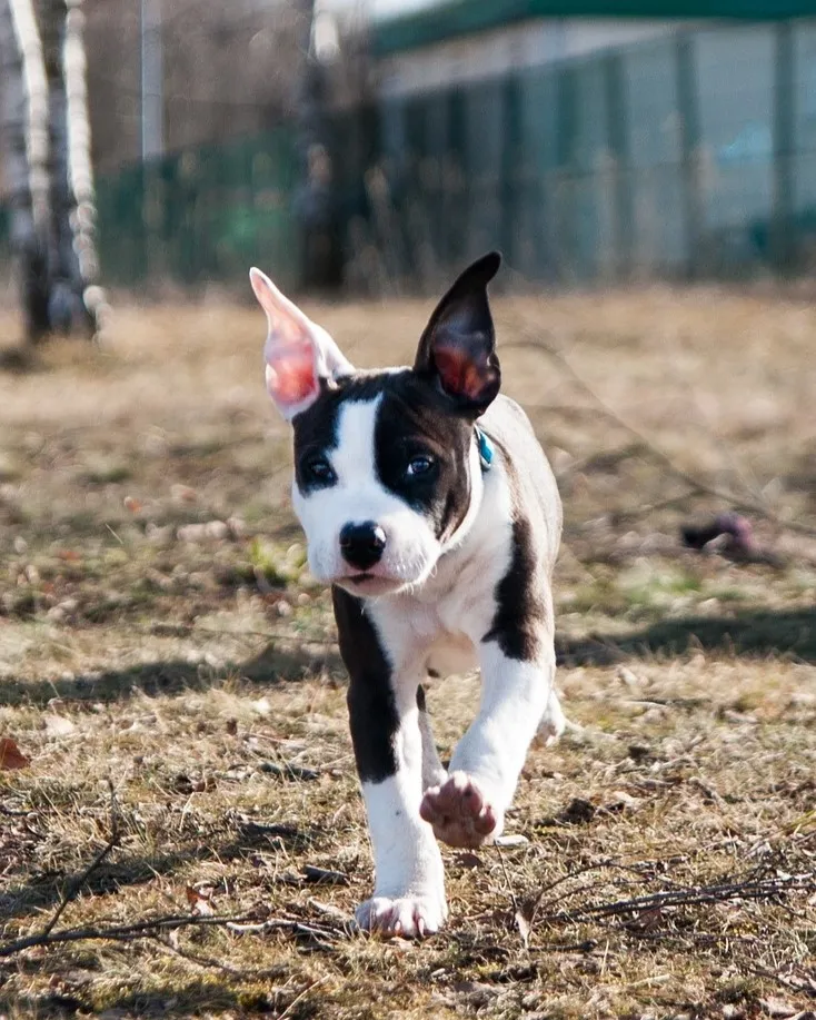 Staffordshire Bull Terrier - cena, ciekawostki, charakter, wygląd | Psy ...