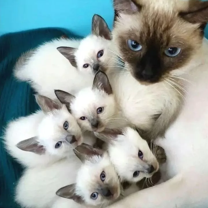 Kot syjamski - cena, ciekawostki, charakter, wygląd | Koty | ZOOMIA