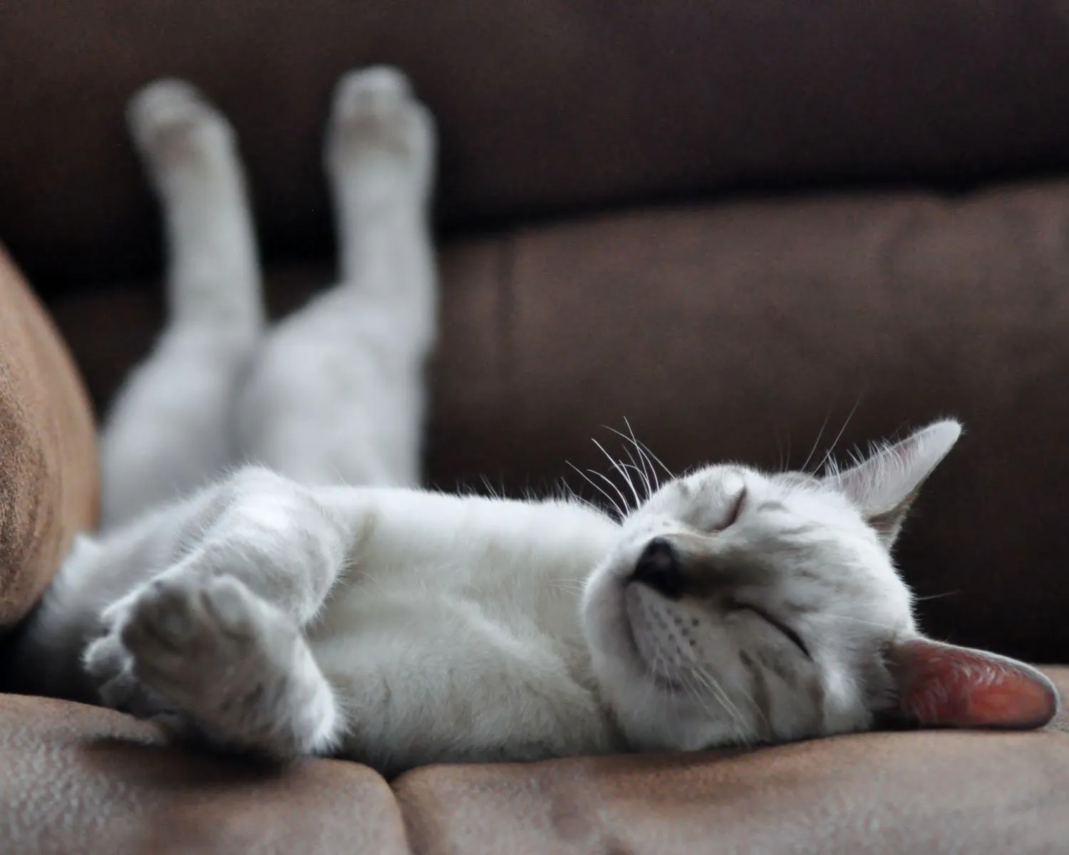 Ile śpią koty? | Koty | ZOOMIA