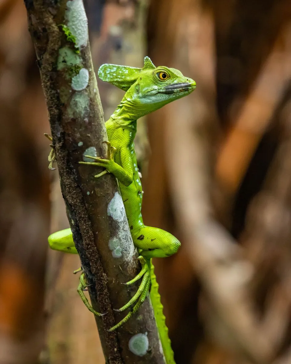 Ciekawostki o gekonie | Zwierzęta terrariowe | ZOOMIA