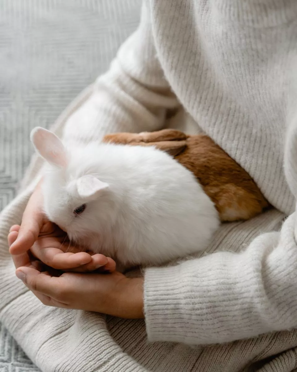 Króliki jako zwierzęta domowe | Króliki | ZOOMIA