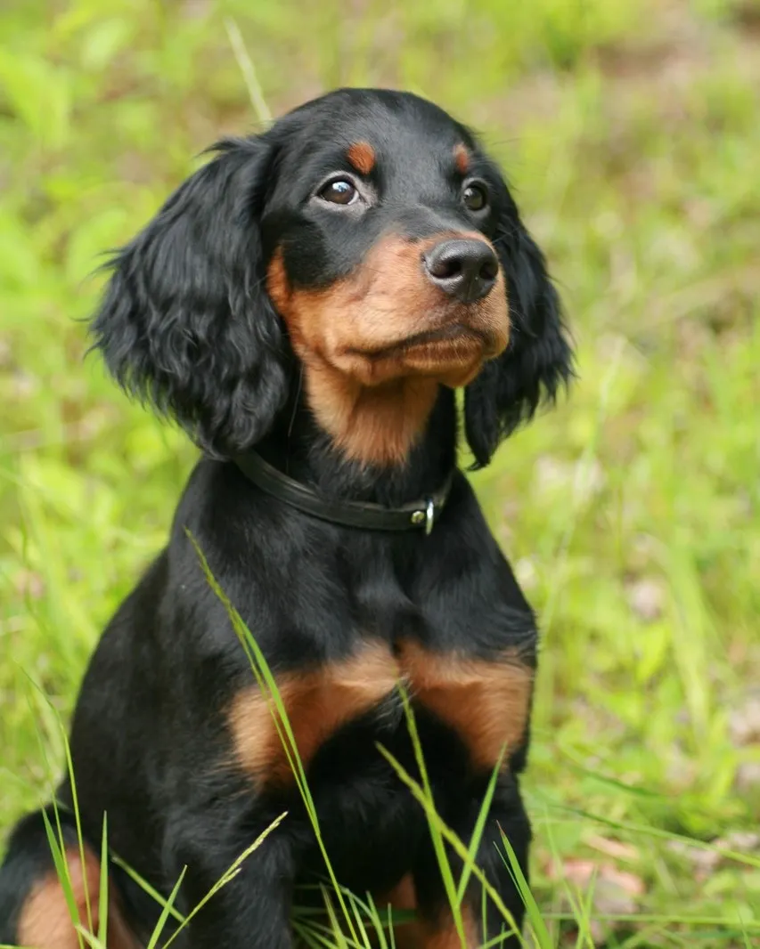 Seter szkocki - cena, ciekawostki, charakter, wygląd | Psy | ZOOMIA