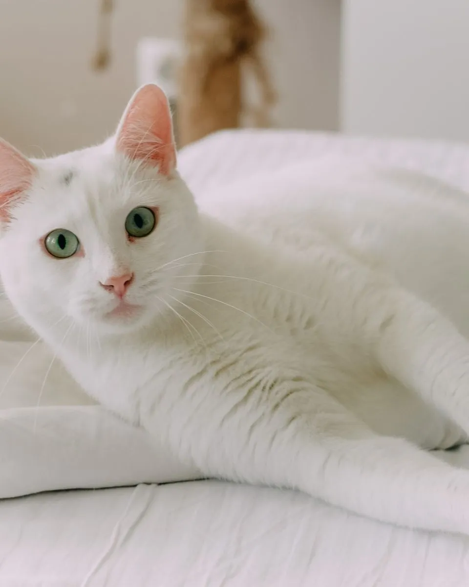 Angora Turecka - cena, ciekawostki, charakter, wygląd | Koty | ZOOMIA