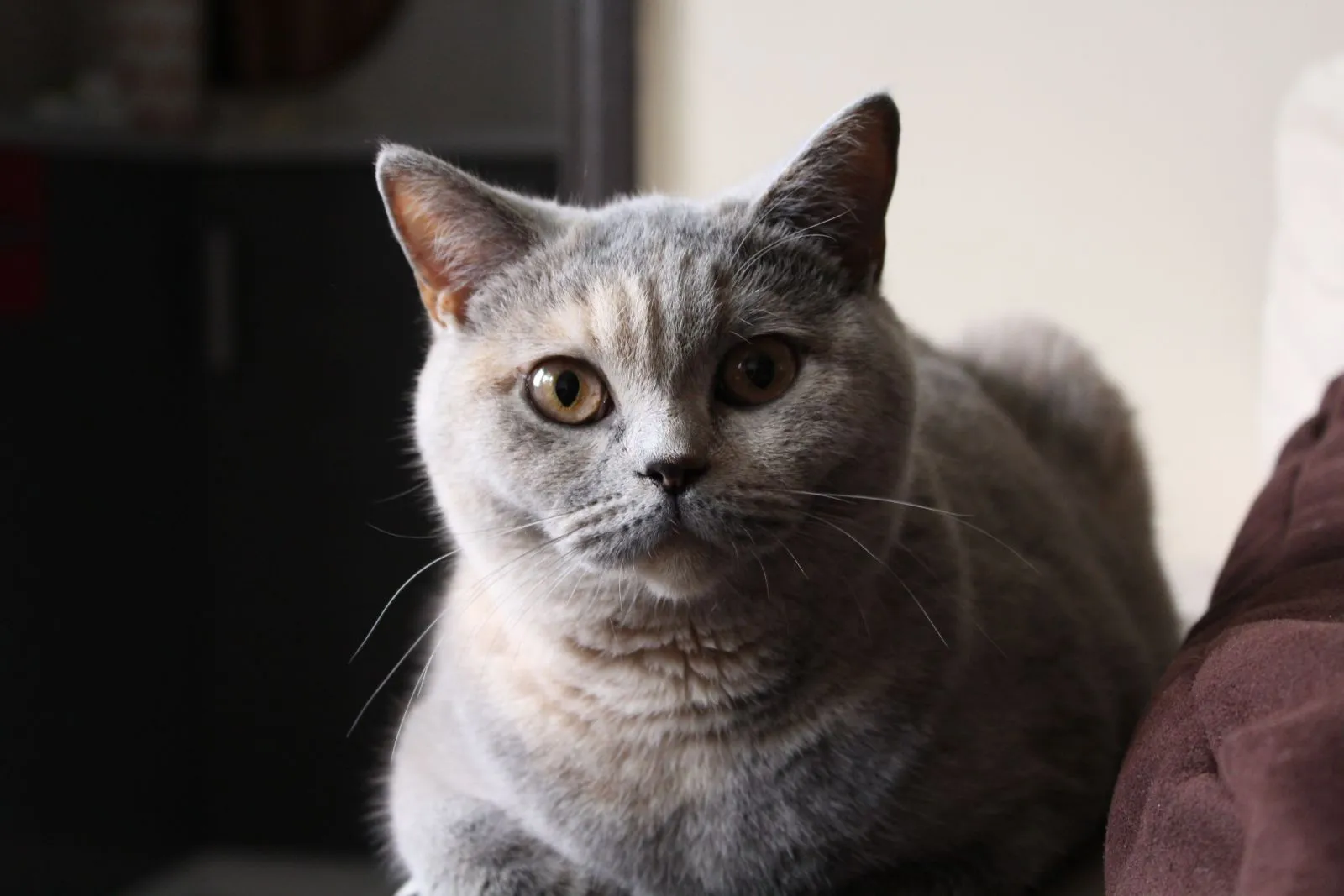 Korat - cena, ciekawostki, charakter, wygląd | Koty | ZOOMIA