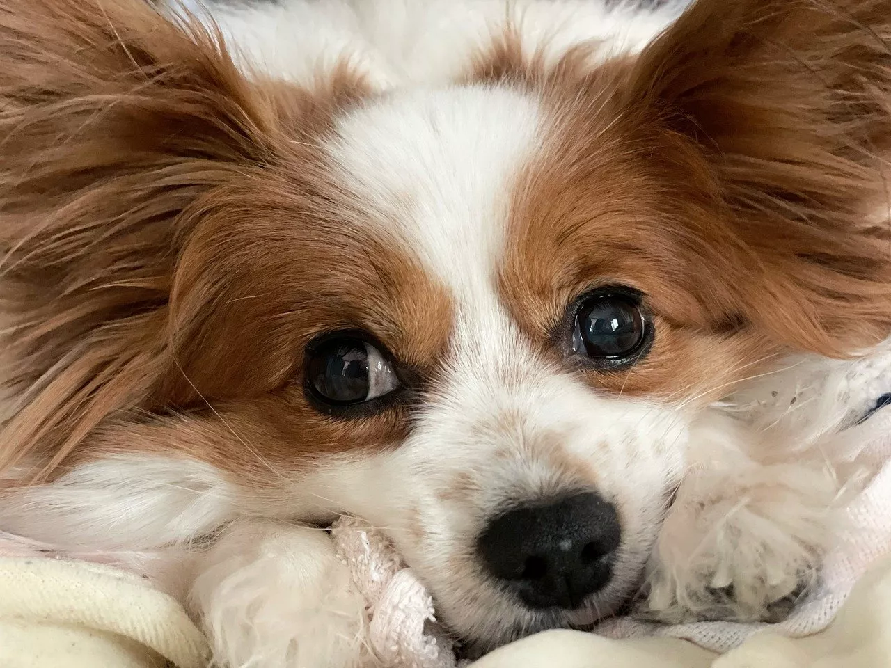 Papillon - cena, ciekawostki, charakter, wygląd | Psy | ZOOMIA