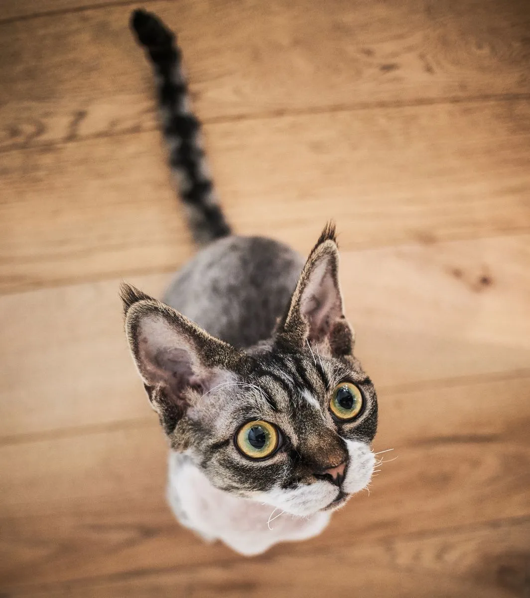 Devon Rex - cena, ciekawostki, charakter, wygląd | Koty | ZOOMIA