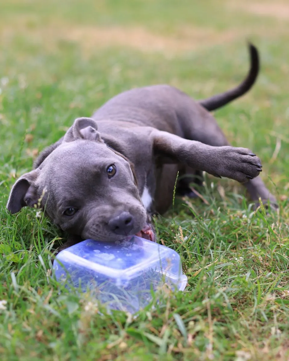 Staffordshire Bull Terrier - cena, ciekawostki, charakter, wygląd | Psy ...