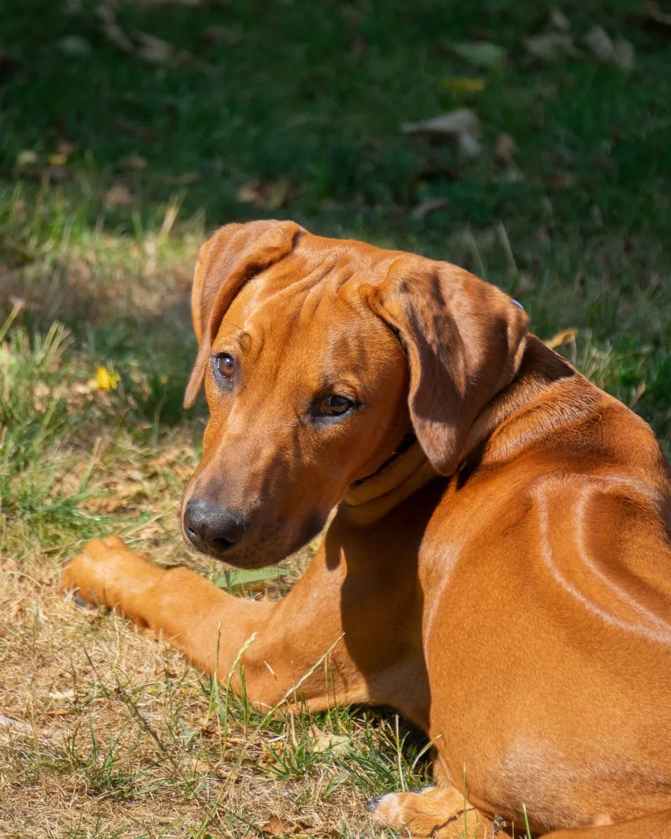 Rhodesian Ridgeback - cena, ciekawostki, charakter, wygląd | Psy | ZOOMIA