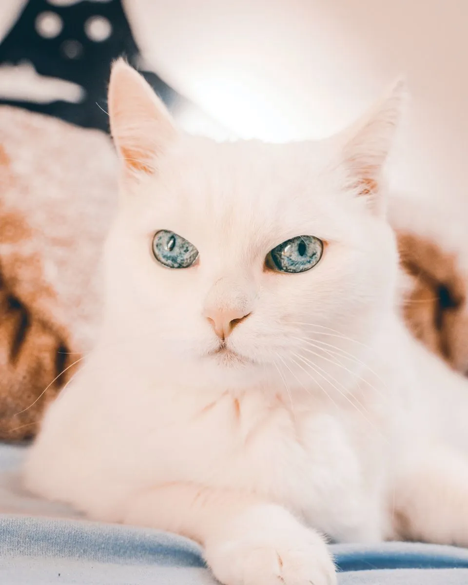 Angora Turecka - cena, ciekawostki, charakter, wygląd | Koty | ZOOMIA