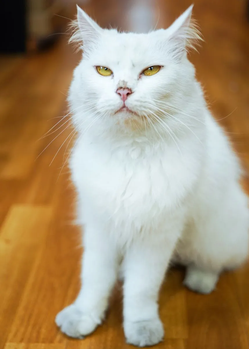Angora Turecka - cena, ciekawostki, charakter, wygląd | Koty | ZOOMIA