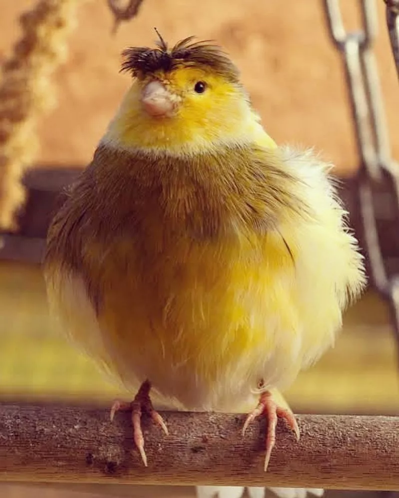 Kanarek czarujący muzyk | Ptaki | ZOOMIA