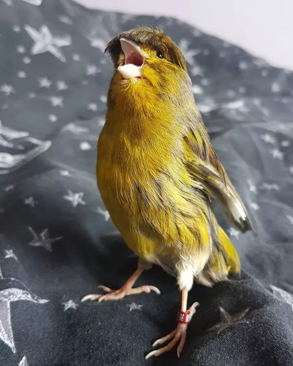 Kanarek czarujący muzyk | Ptaki | ZOOMIA