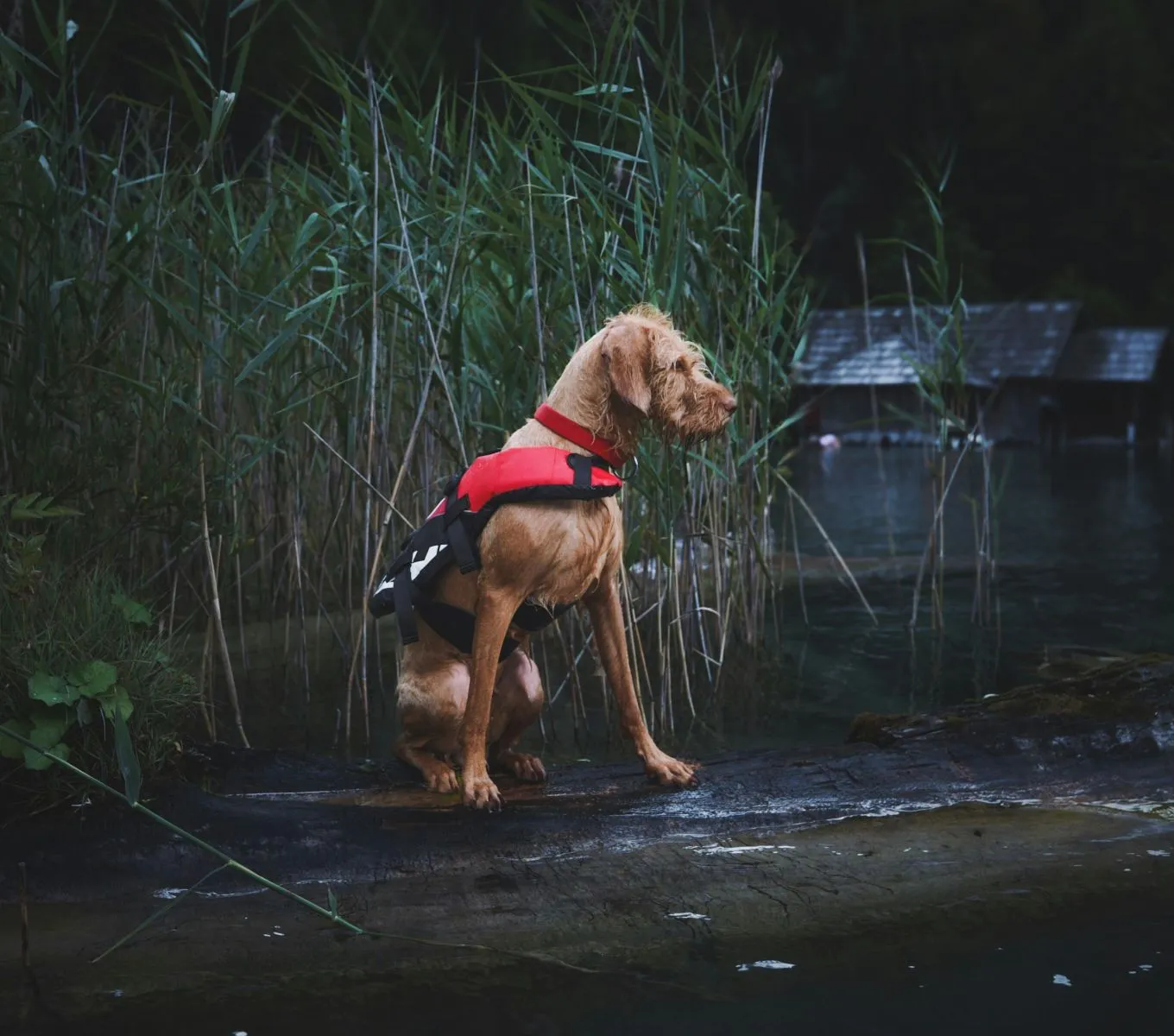Kapoki dla psa – kiedy warto je założyć i jak dobrać odpowiedni model ...