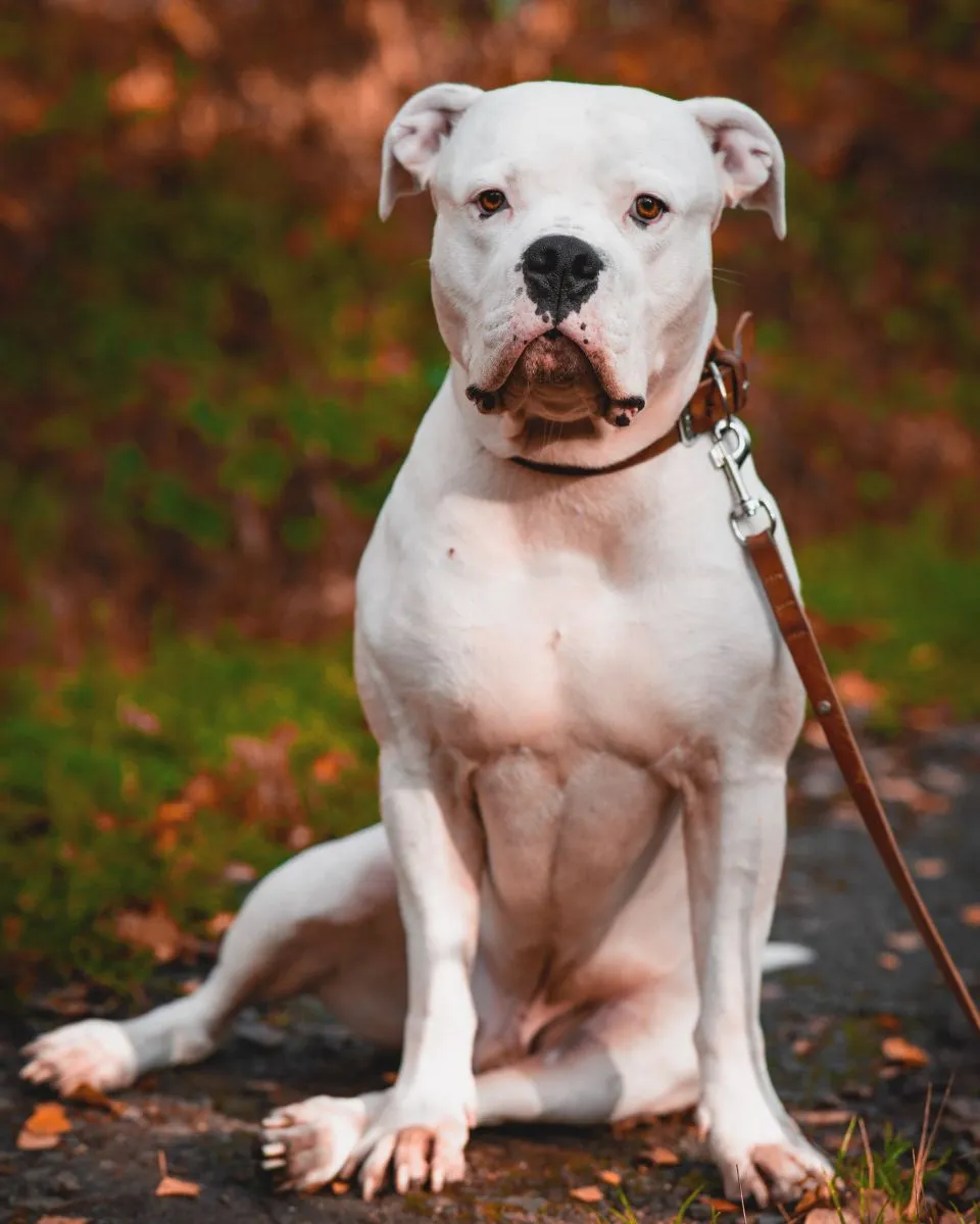 Buldog Amerykański - cena, ciekawostki, charakter, wygląd | Psy | ZOOMIA